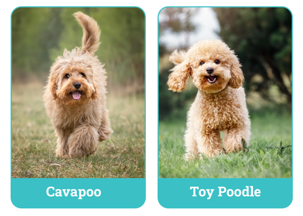 Cavapoo vs Toy Poodle: Key Differences (With Info & Pictures) – Dogster