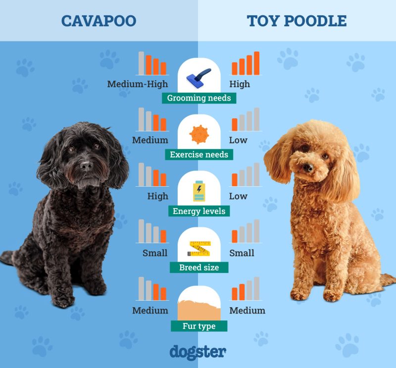 Cavapoo vs Toy Poodle: Key Differences (With Pictures) – Dogster