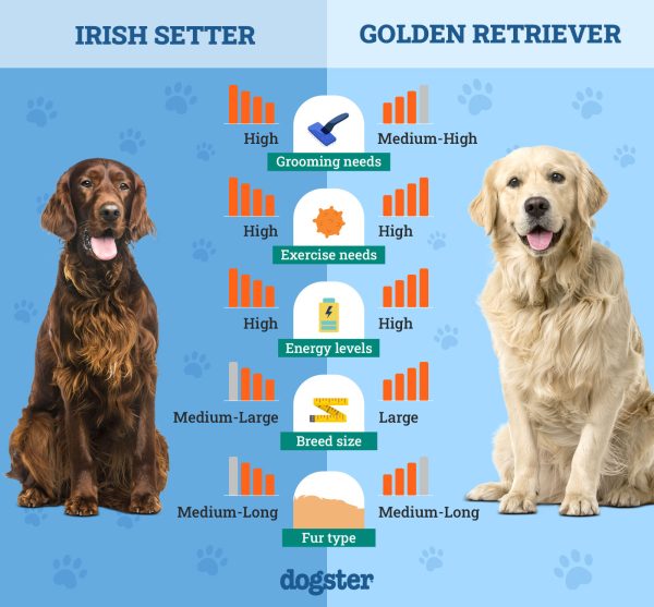 Irish Setter vs Golden Retriever: Main Differences (With Info ...