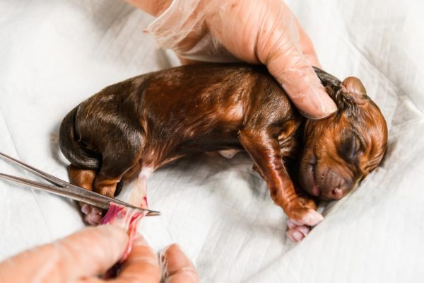 How Much Does a Dog Cesarean Section Cost? (2025 Price Guide) – Dogster