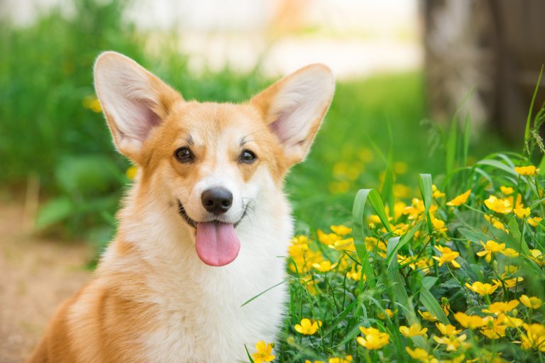 200+ Corgi Names: Ideas for Adorable & Quirky Dogs – Dogster