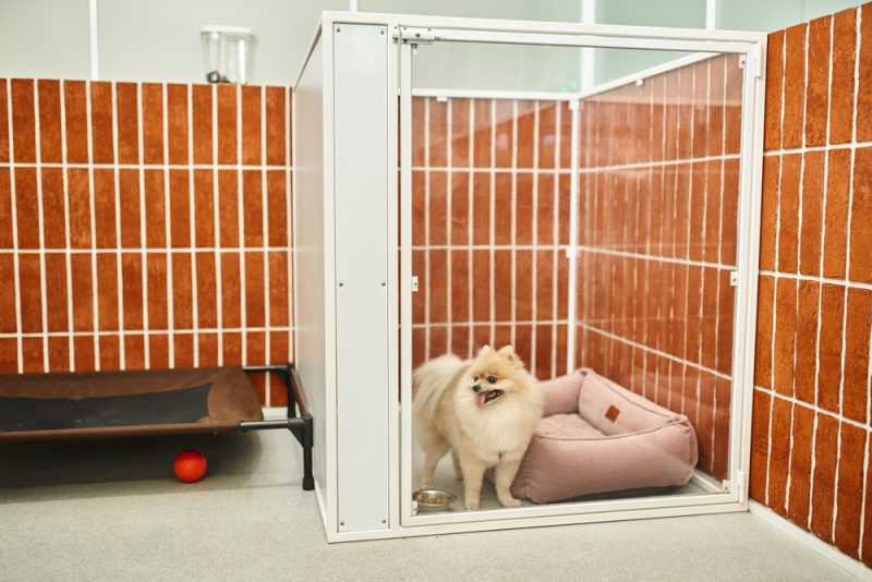 Dog Kennels vs. Crates: Vet-Verified Differences (With Info & Pictures ...