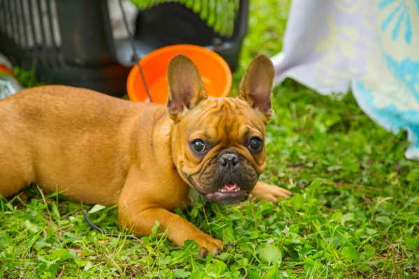 Red and Red Fawn French Bulldog: Info, Pictures, Origin & History – Dogster