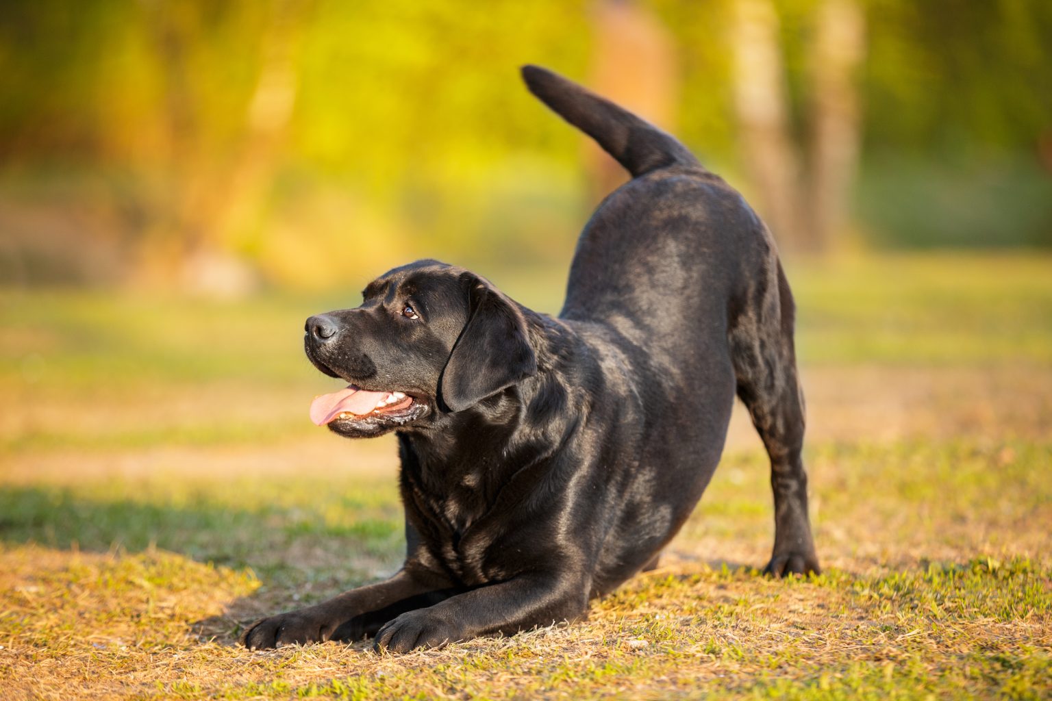 Black Labrador Retriever Dog Breed: Info, Pictures, Origin & History ...
