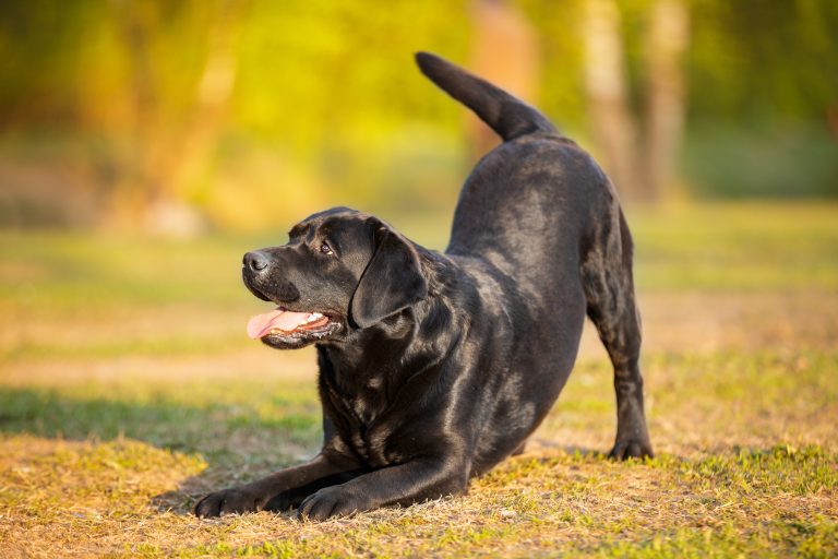 Black Labrador Retriever Dog Breed: Info, Pictures, Origin & History ...