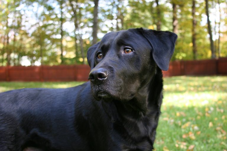 Black Labrador Retriever Dog Breed: Info, Pictures, Origin & History ...