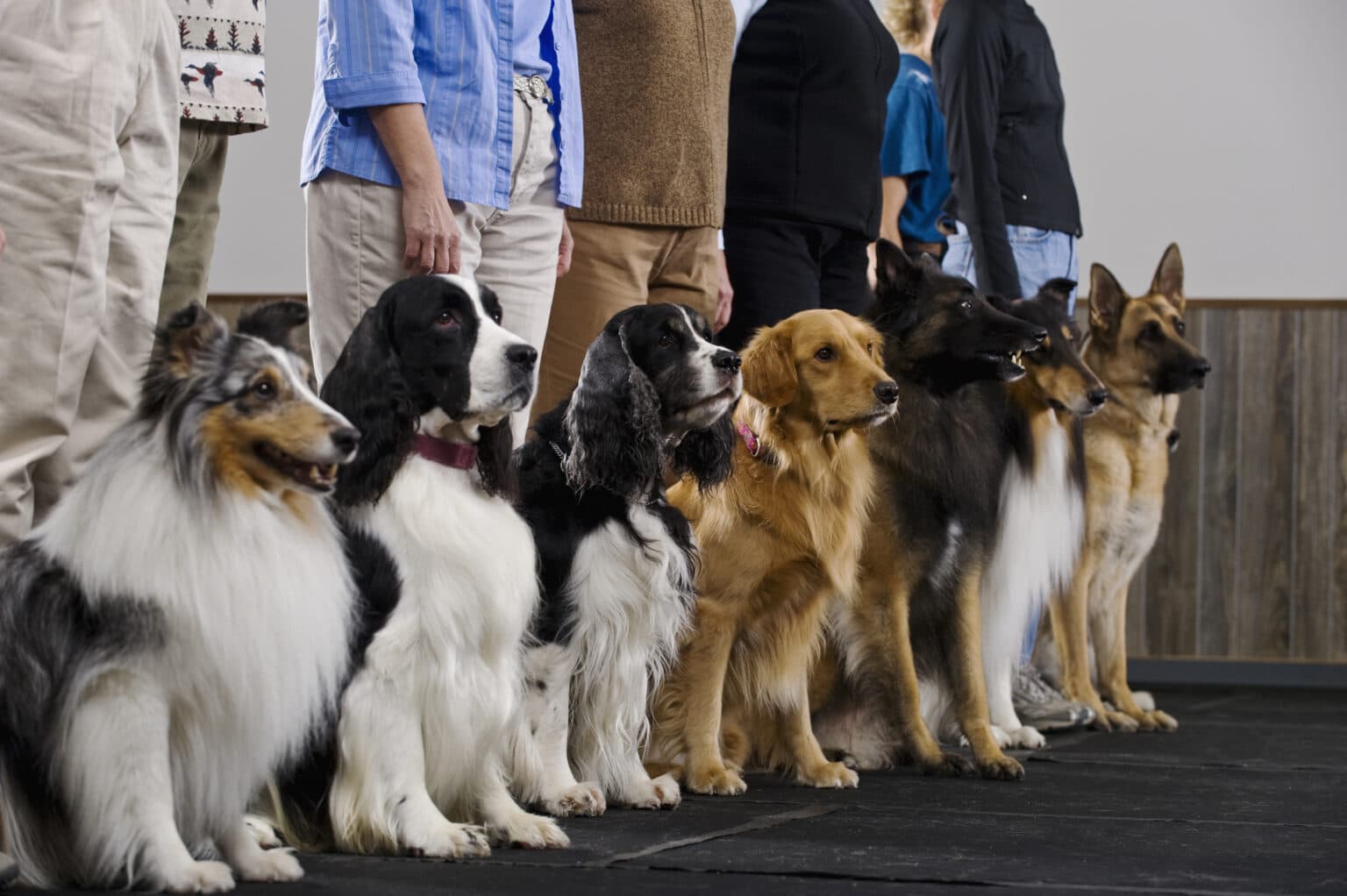 How to Train 6 Classic Cues for Dogs – Dogster