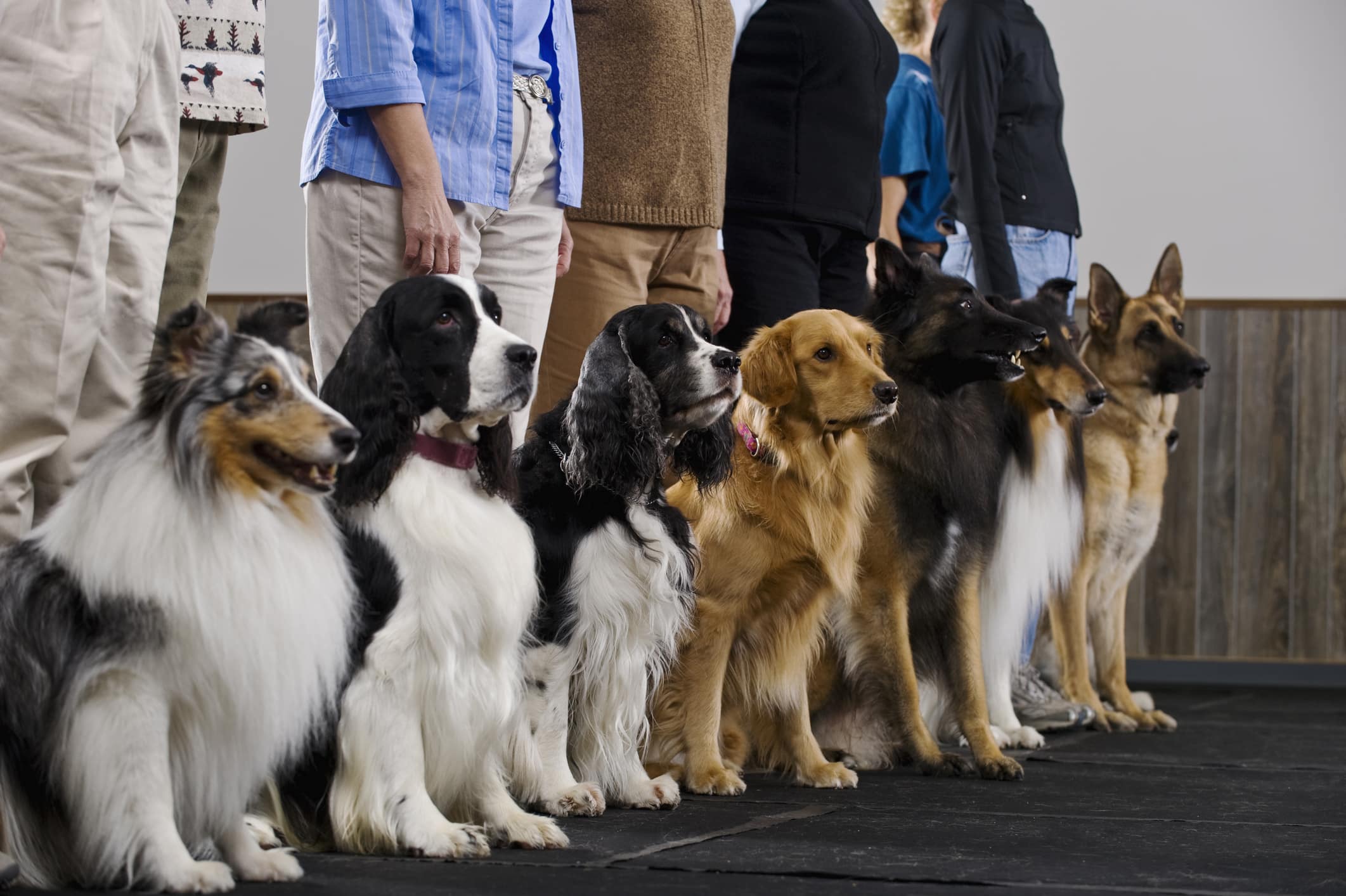 Why You Should Train Your Dog Ask A Trainer Dogster Why You Should Train Your Dog Ask A Trainer Dogster