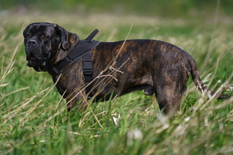 17 Brindle Dog Breeds: Info, Pictures & History – Dogster