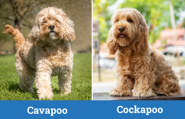 Cavapoo vs Cockapoo: The Differences (With Pictures) – Dogster