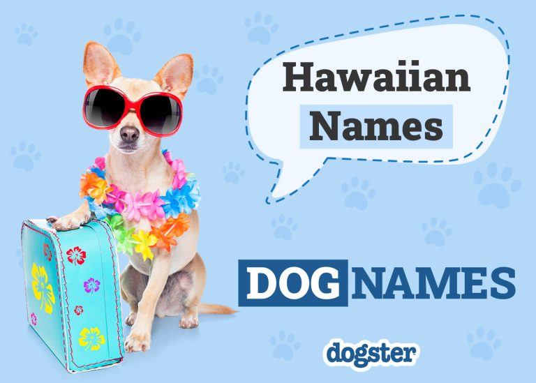 140 Hawaiian Dog Names for Relaxed Island Pups – Dogster