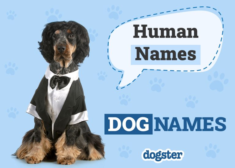 300+ Human Names for Dogs: Familiar Ideas for New Companions – Dogster