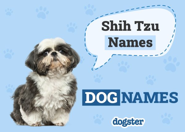 275 Popular & Unique Shih Tzu Names – Dogster