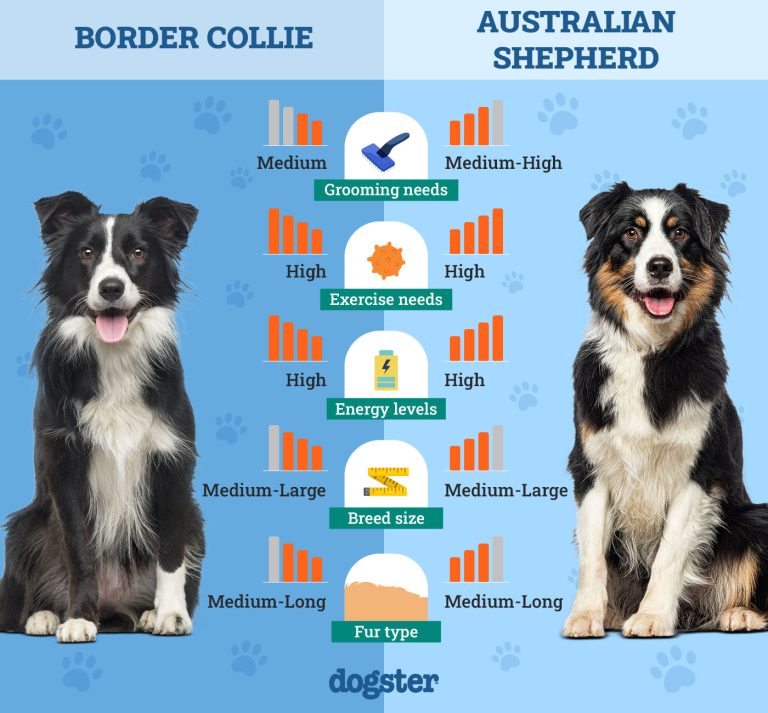 Border Collie vs Australian Shepherd: The Differences (With Pictures ...
