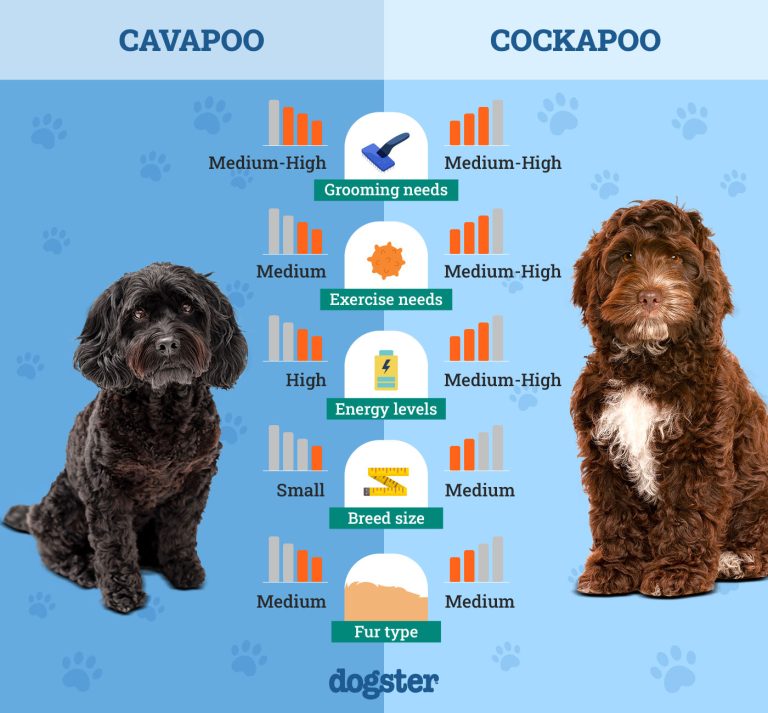 Cavapoo vs Cockapoo: The Differences (With Pictures) – Dogster