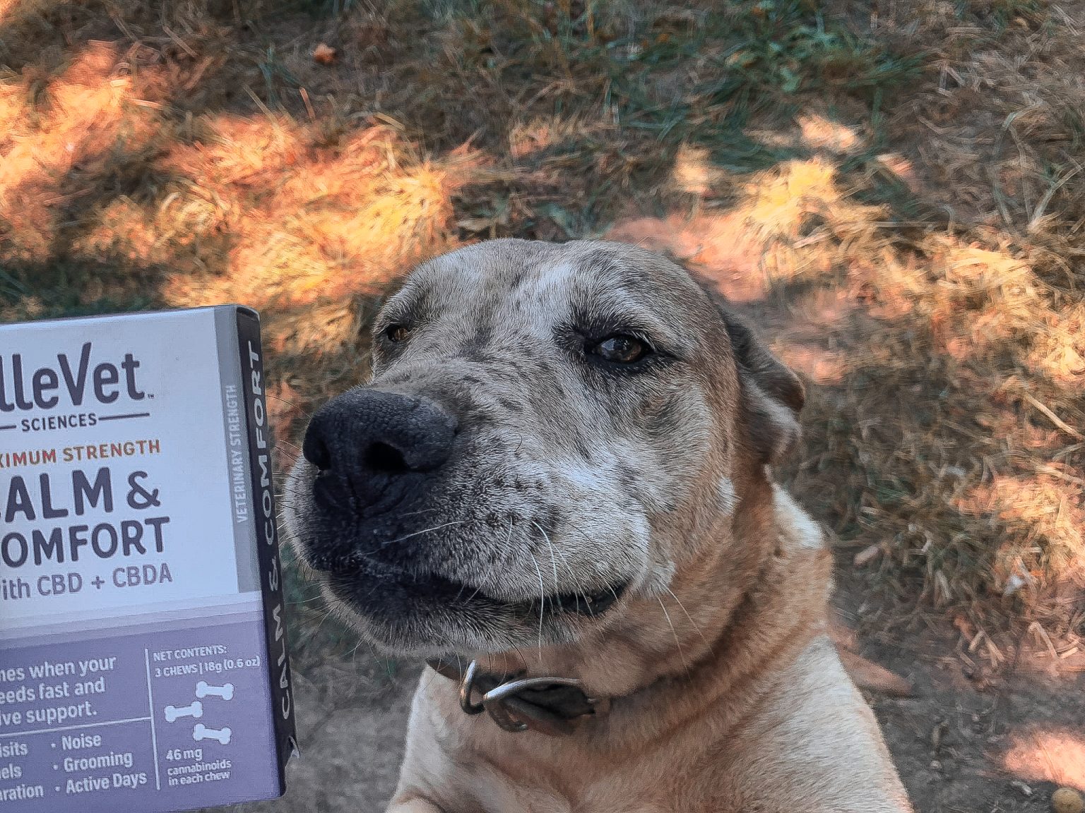 ElleVet CBD Products Review 2025: An Expert's Breakdown – Dogster