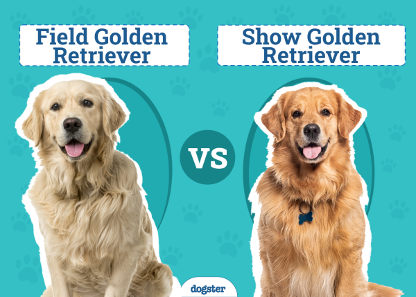 Field Golden Retriever vs Show Golden Retriever: Main Differences (With ...