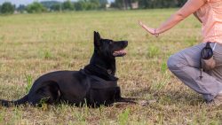 10 Basic Dog Training Hand Signals, & How to Use Them (With Infographic ...