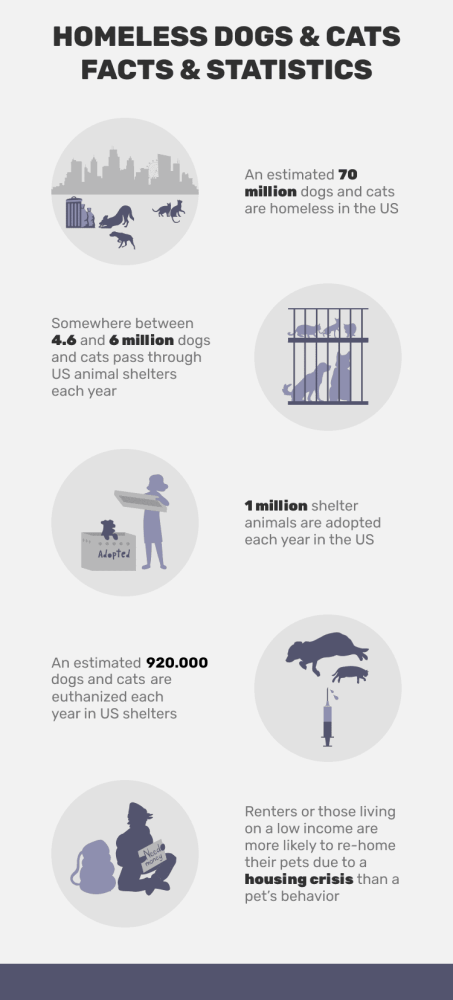 How Many Homeless Dogs & Cats Are There in the U.S.? 2026 Statistics ...