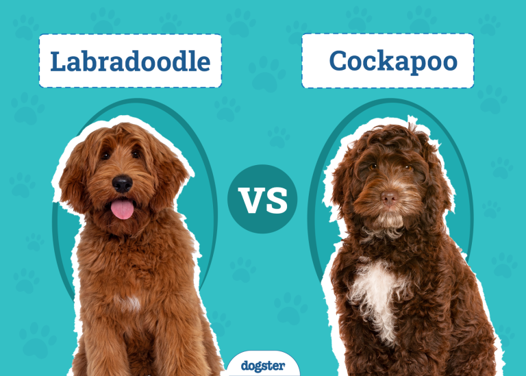 Labradoodle vs. Cockapoo: The Differences (With Pictures) – Dogster