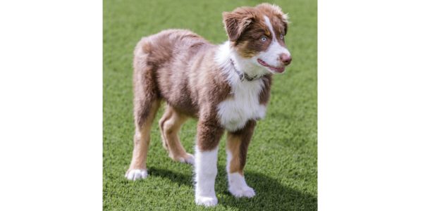 Red Tri Australian Shepherd: Info, Pictures, Origin & History – Dogster