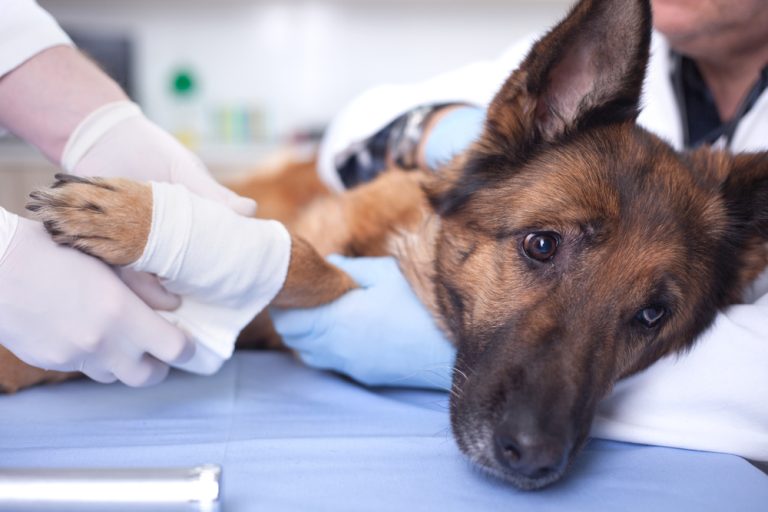 Why Does My Dog Bite His Nails? 7 Reasons & Ideas to Redirect It (Vet ...