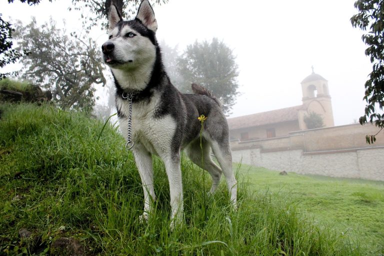 Whatever Happened to the Real Balto, Hero of the Alaskan Serum Run ...