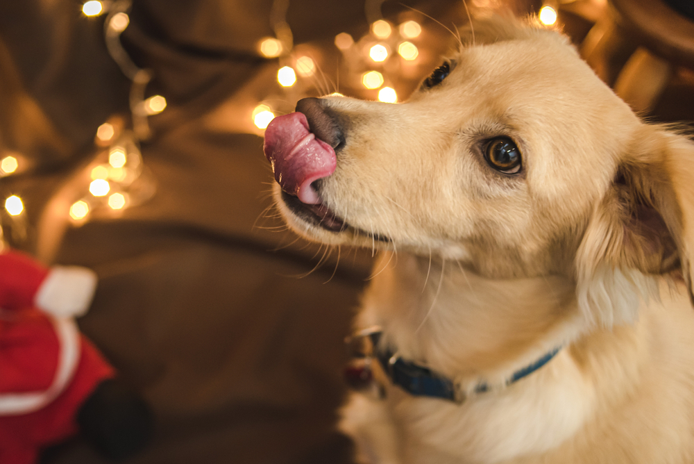 10 Vet-Verified Foods That Dogs Can Eat on Christmas (With Pictures ...