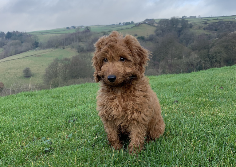 How Long Do Cockapoos Live? Average Lifespan, Data & Care – Dogster