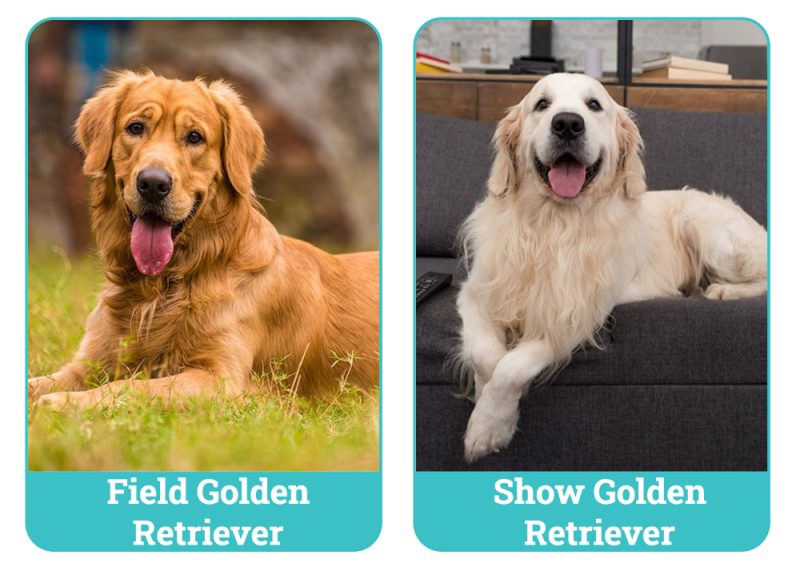 Field Golden Retriever vs Show Golden Retriever: Main Differences (With ...