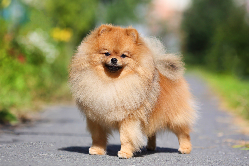 330 Popular and Unique Pomeranian Names – Dogster
