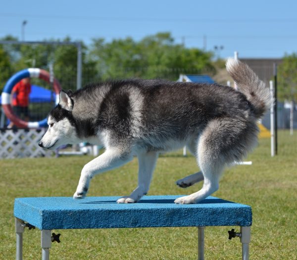 Siberian Husky Dog Breed: Info, Pictures, Care Guide & More – Dogster