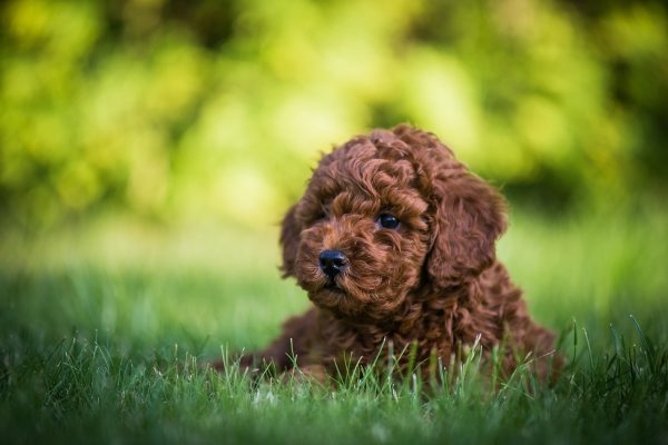 How Long Do Poodles Live? Average Lifespan, Data & Care (Vet Reviewed ...