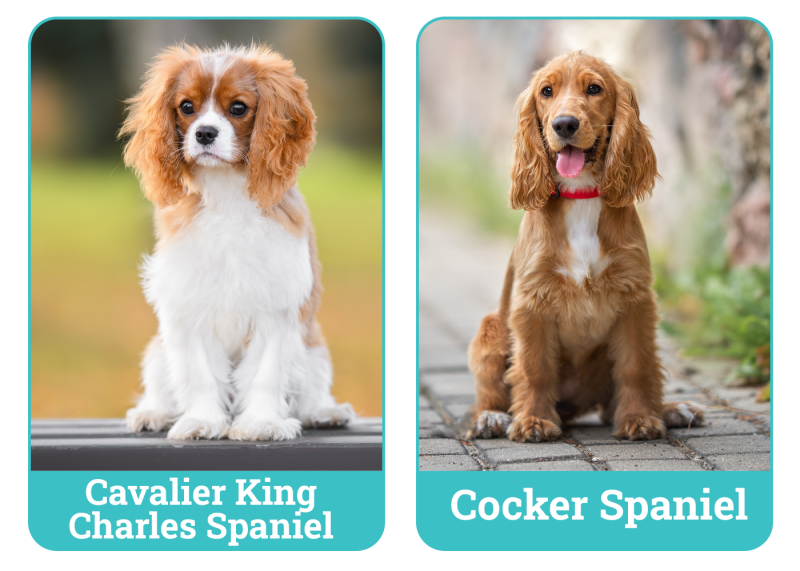 Cavalier King Charles Spaniel vs Cocker Spaniel: Key Differences (With ...