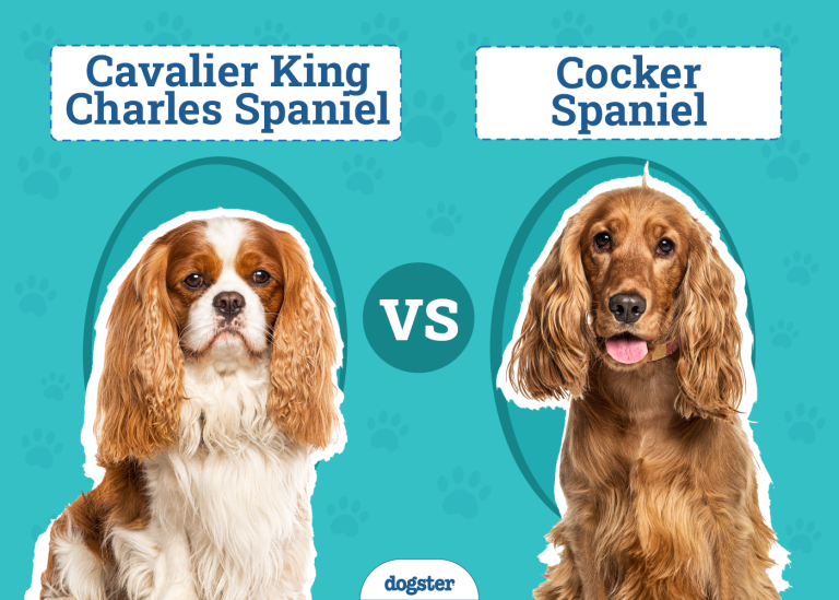 Cavalier King Charles Spaniel vs Cocker Spaniel: Key Differences (With ...