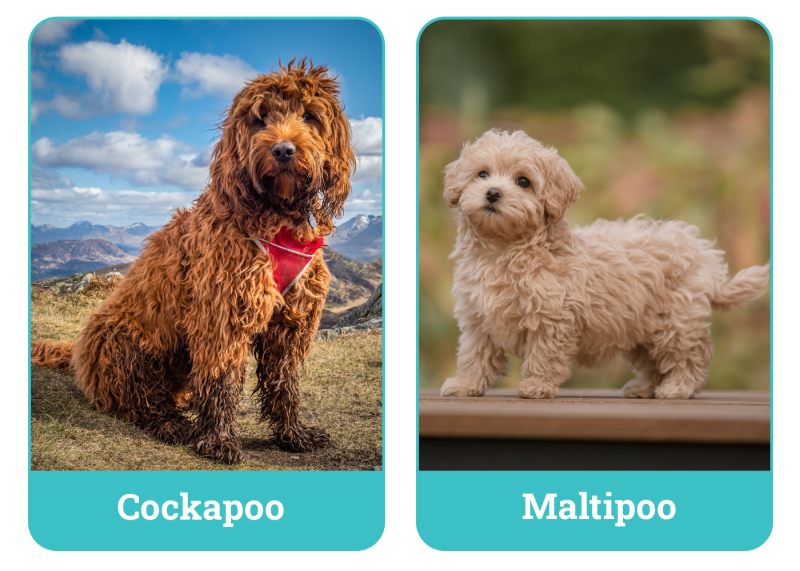 Cockapoo vs Maltipoo: The Differences (With Pictures) – Dogster