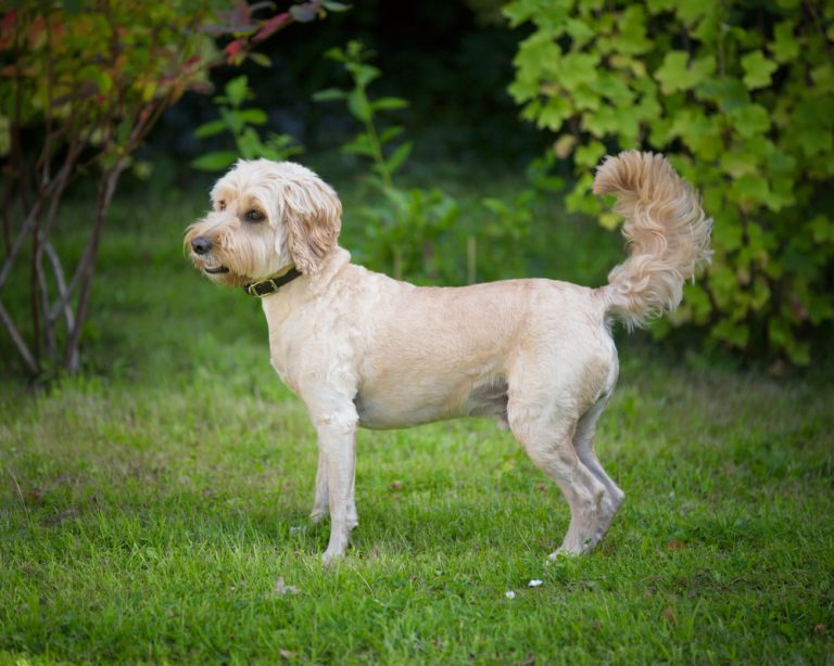5 Vet-Approved Cockapoo Haircuts You Can Give Your Pup (With Pictures ...