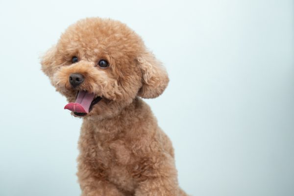 How Long Do Toy Poodles Live? Average Lifespan, Data & Care (Vet ...