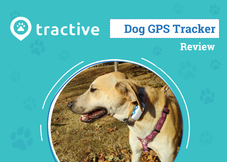 Tractive Dog GPS Tracker 2026 Review: An Expert's Breakdown – Dogster