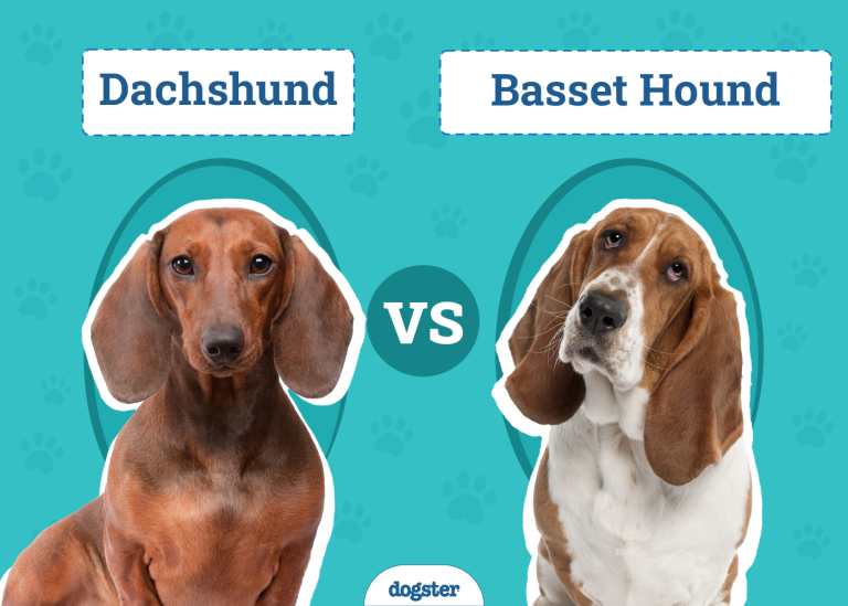Dachshund vs. Basset Hound: The Differences (With Pictures) – Dogster