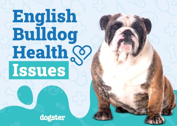 13 Health Problems in English Bulldogs & Treatments (Vet Answer) – Dogster