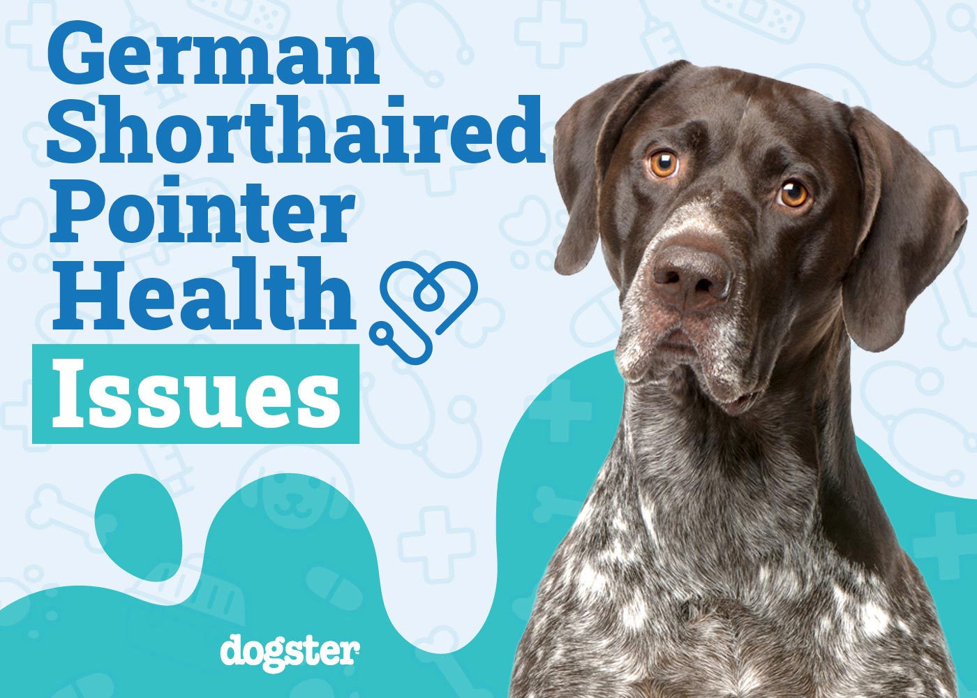 5 Health Problems in German Shorthaired Pointers: Vet Approved Facts ...