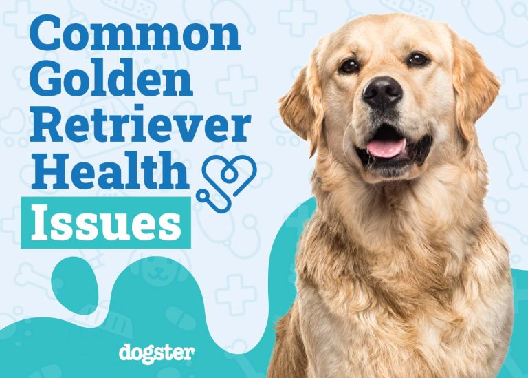 6 Common Golden Retriever Health Issues to Watch Out For – Dogster