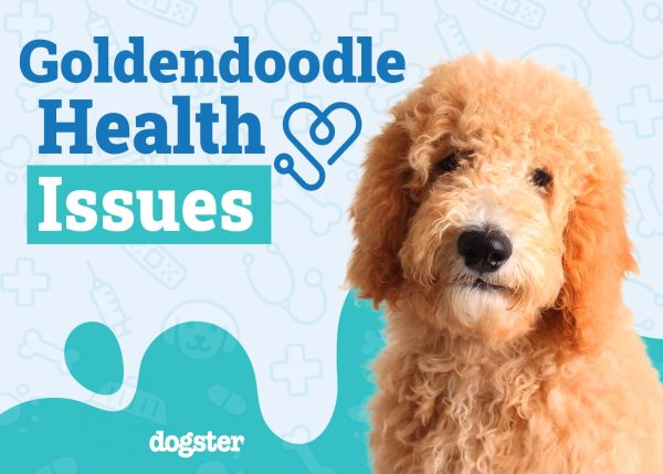 4 Goldendoodle Health Issues: Vet-Verified Potential Problems – Dogster