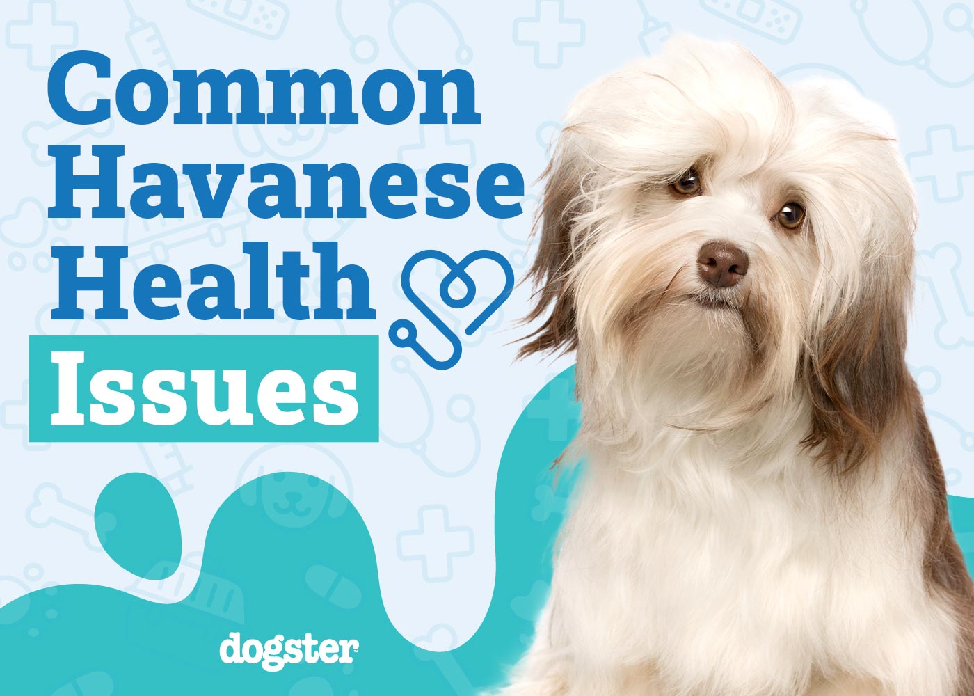 9 Common Havanese Health Issues to Watch Out For (Vet Approved) – Dogster