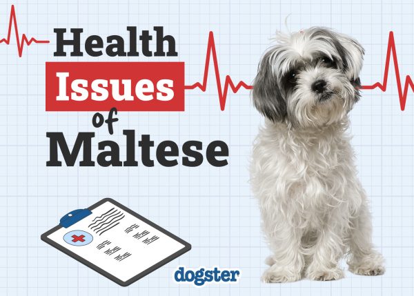 12 Common Health Problems in Maltese Dogs: Vet-Reviewed Illnesses ...