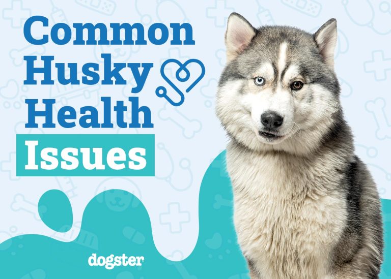 8 Common Husky Health Problems: Vet-Approved Things to Watch For – Dogster