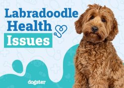 Labradoodle Health Issues: 8 Vet-Explained Problems – Dogster