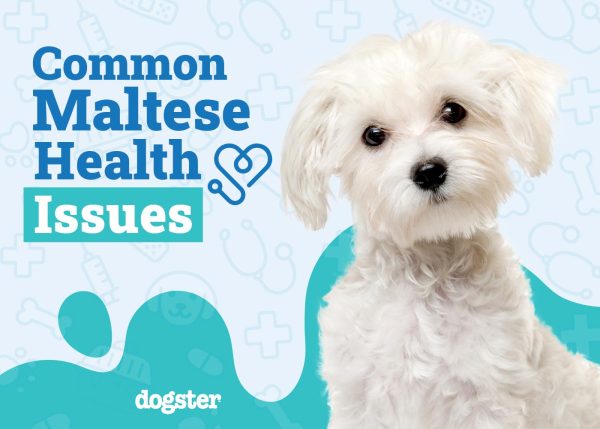 12 Common Health Problems in Maltese Dogs: Vet-Reviewed Illnesses ...