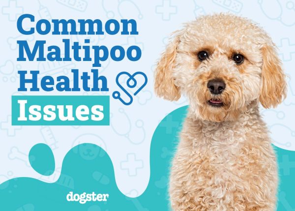 11 Common Maltipoo Health Issues to Watch Out For: Signs & Treatments ...